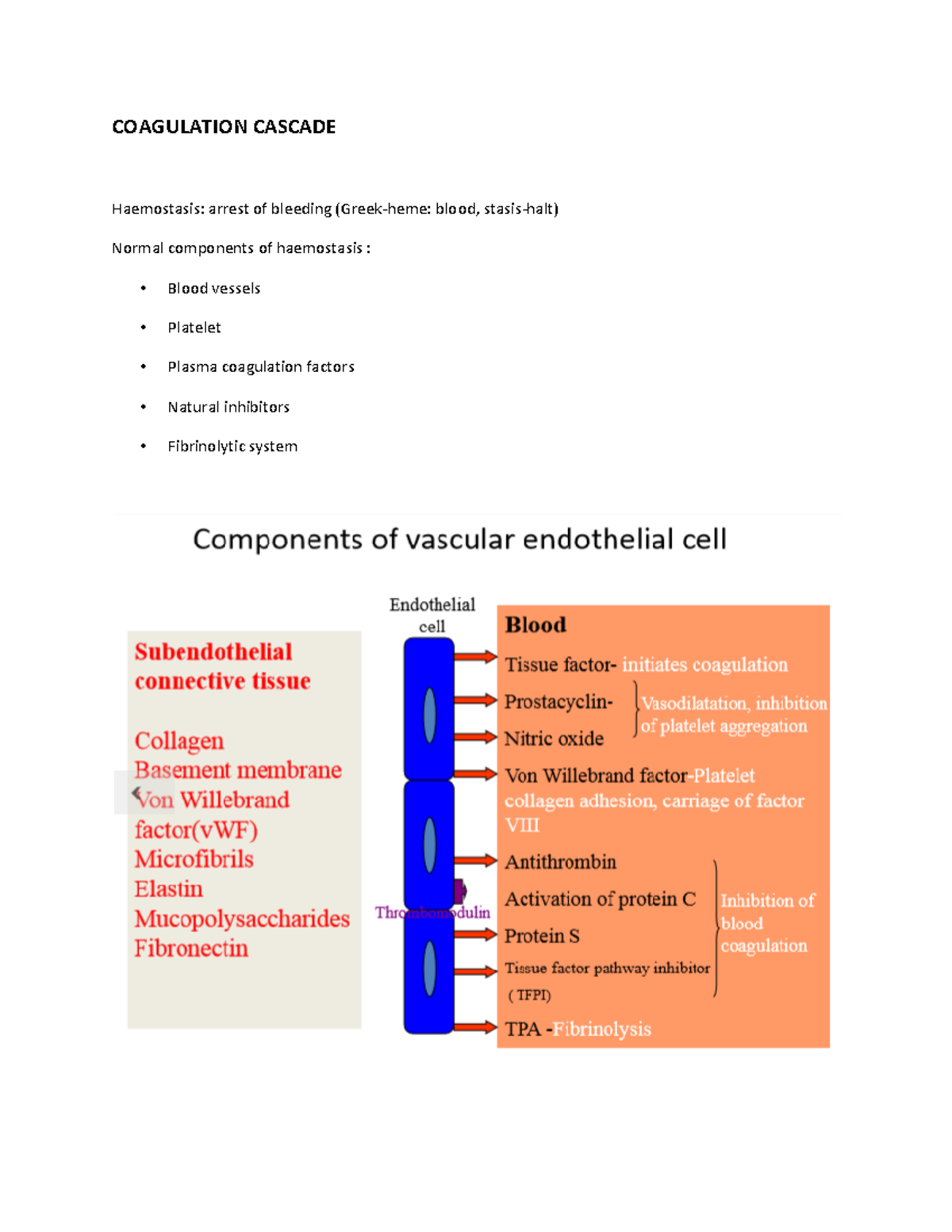 Coagulation Cascade - hemostasis - COAGULATION CASCADE Haemostasis ...