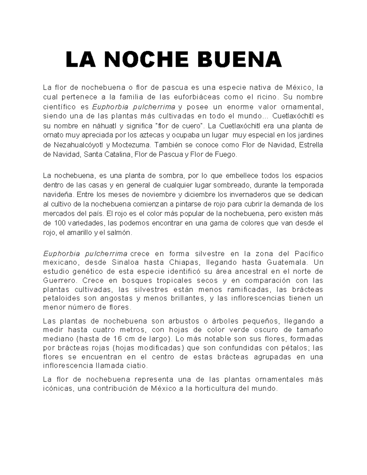 Flor noche Buena - LA NOCHE BUENA La flor de nochebuena o flor de ...