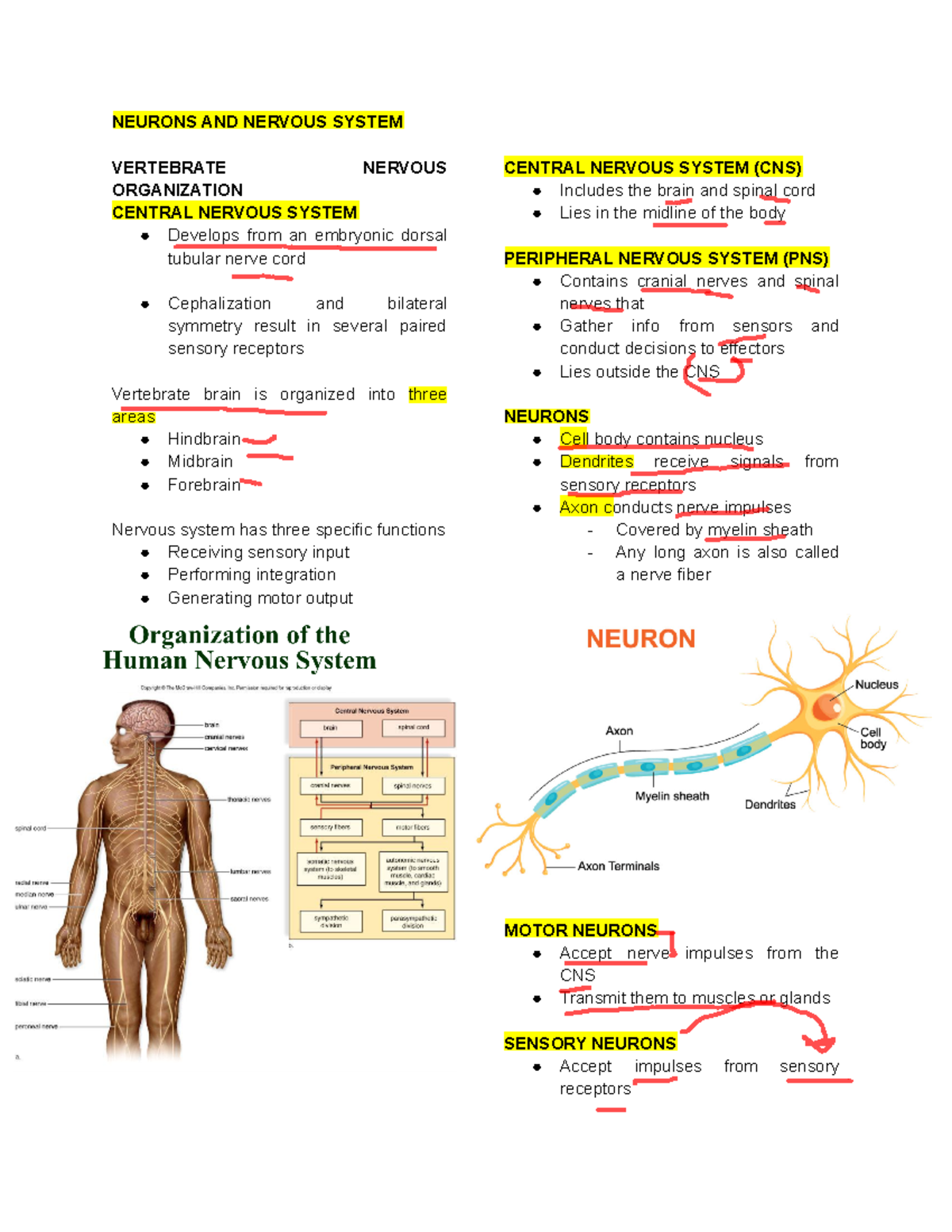 Copy of Nervous System Trans - NEURONS AND NERVOUS SYSTEM VERTEBRATE ...