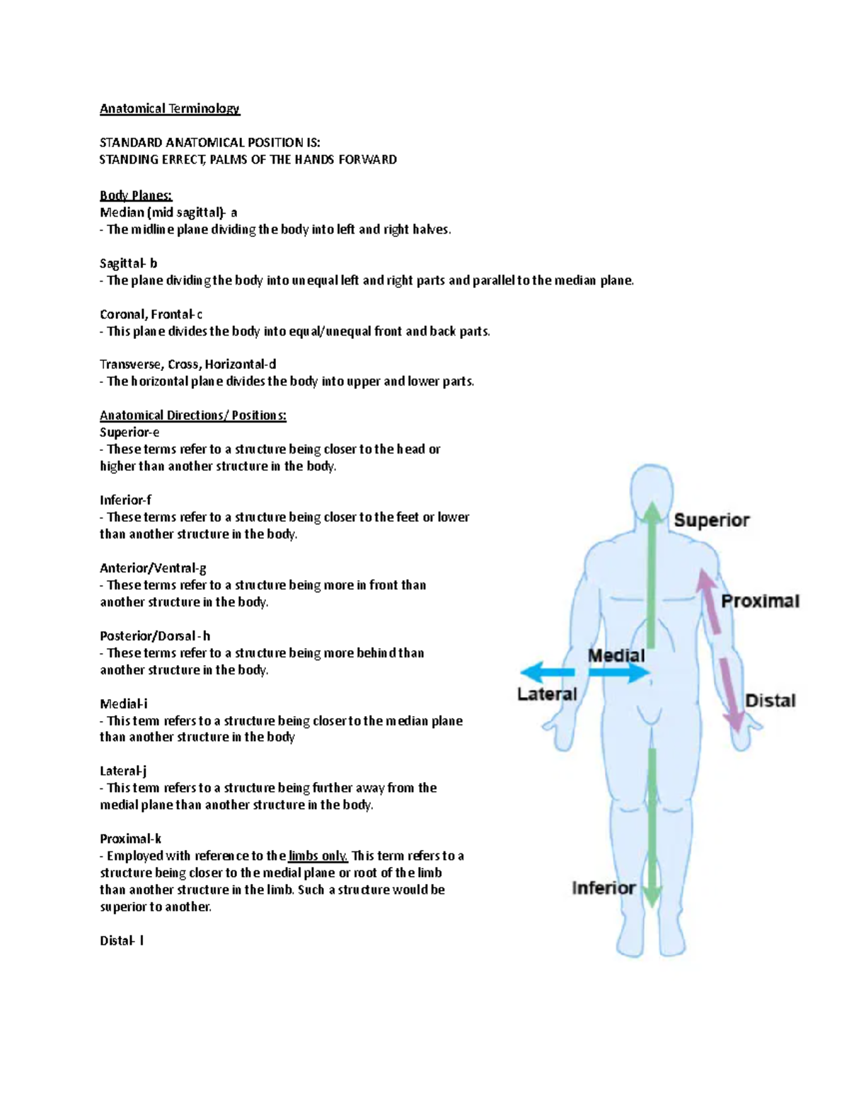 Anatomical Terminology - Anatomical Terminology STANDARD ANATOMICAL ...
