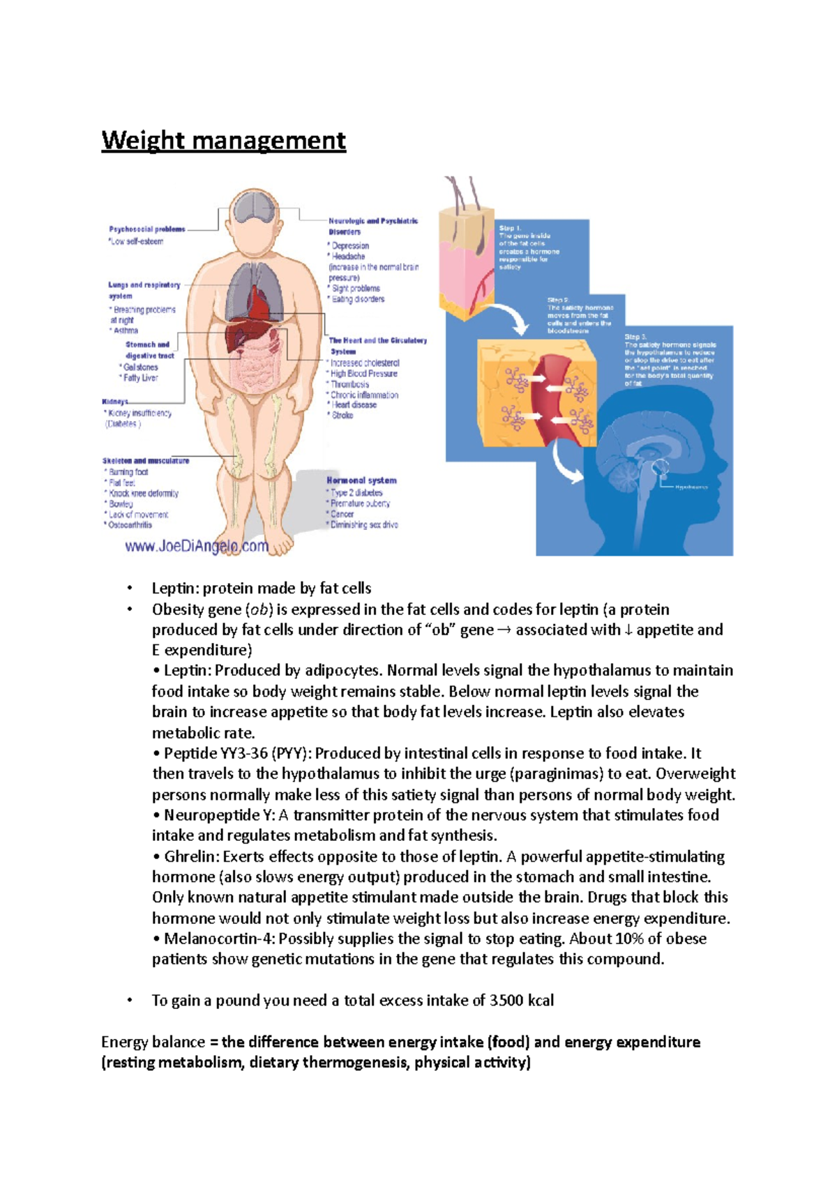 Summary of entire module - Weight management Leptin: protein made by ...