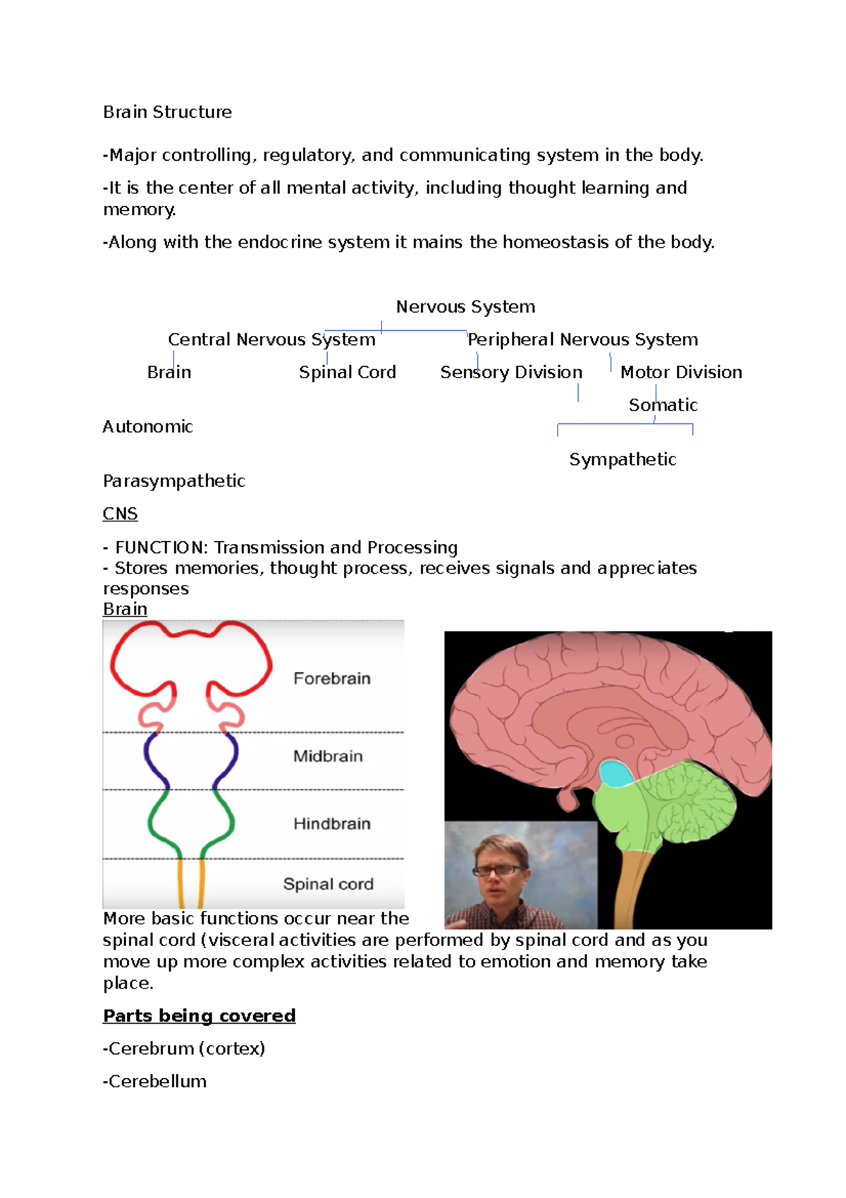 Biological approches to behavior - Brain Structure -Major controlling ...