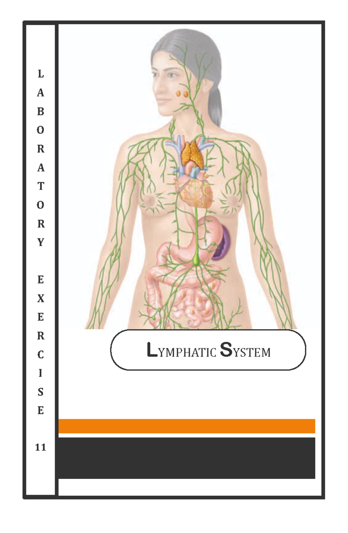 Laboratory Exercise 11 Lymphatic and Body Defenses-1 - LYMPHATIC SYSTEM ...