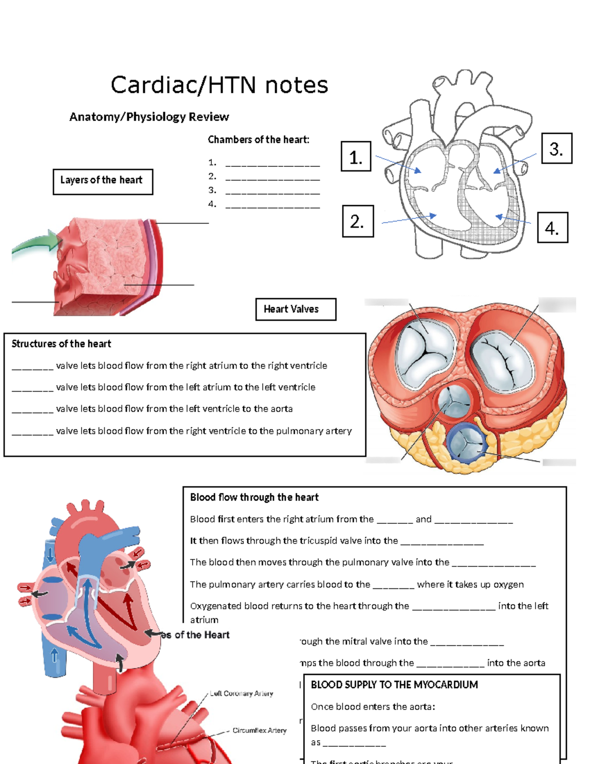 Cardiac notes - Blood flow through the heart Blood first enters the ...