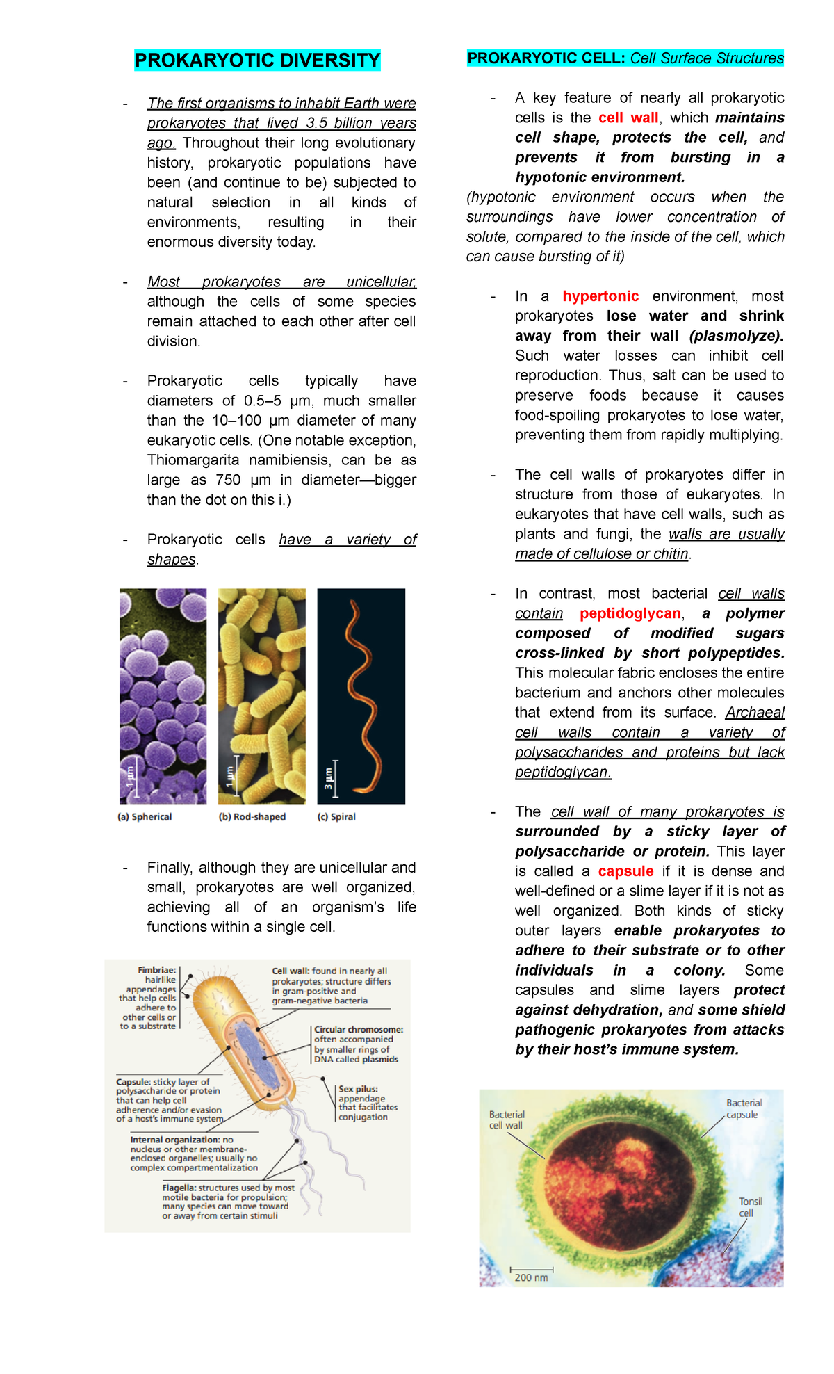 REV #7 Prokaryotic Diversity - PROKARYOTIC DIVERSITY The first ...