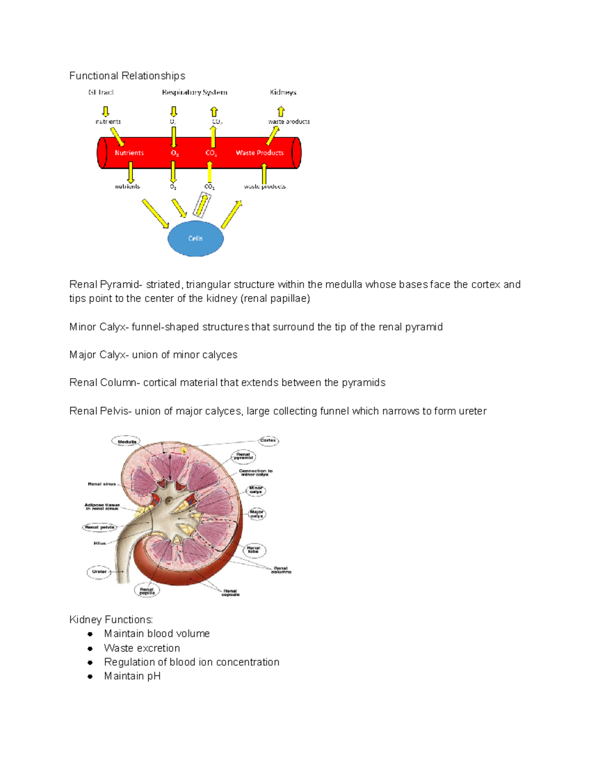 Urinary System Lecture - Functional Relationships Renal Pyramid ...