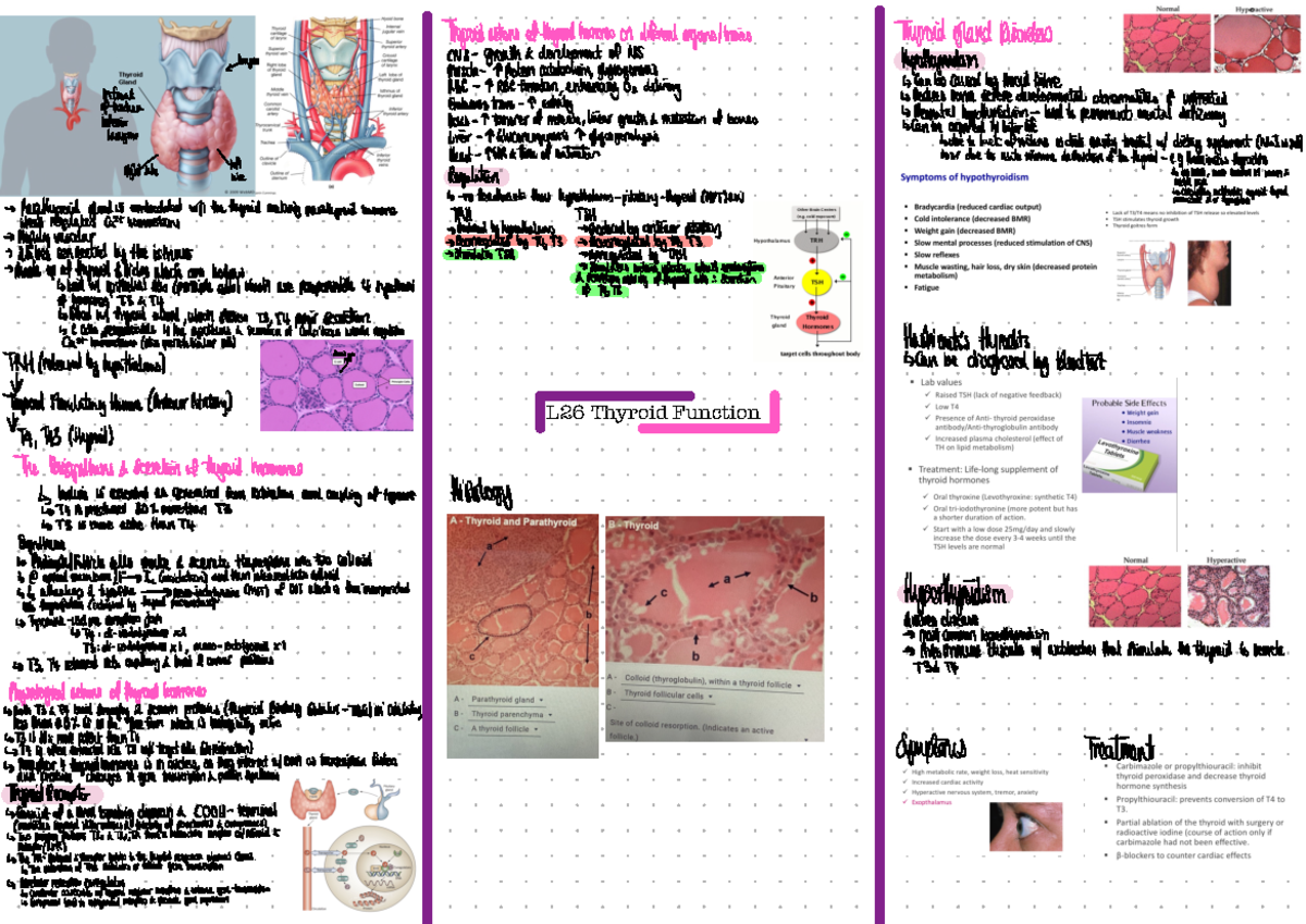 L26 Thyroid Function - Lecture notes 26 - L26 Thyroid Function - Studocu