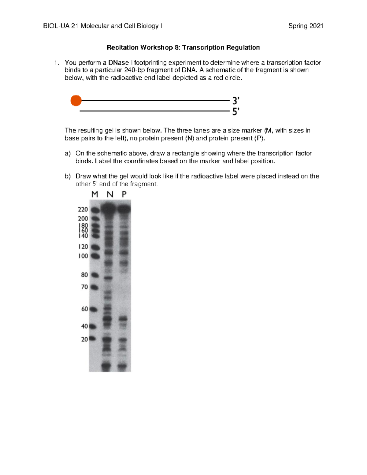 MCB1Recitation Workshop 8 - BIOL-UA 21 Molecular and Cell Biology I ...