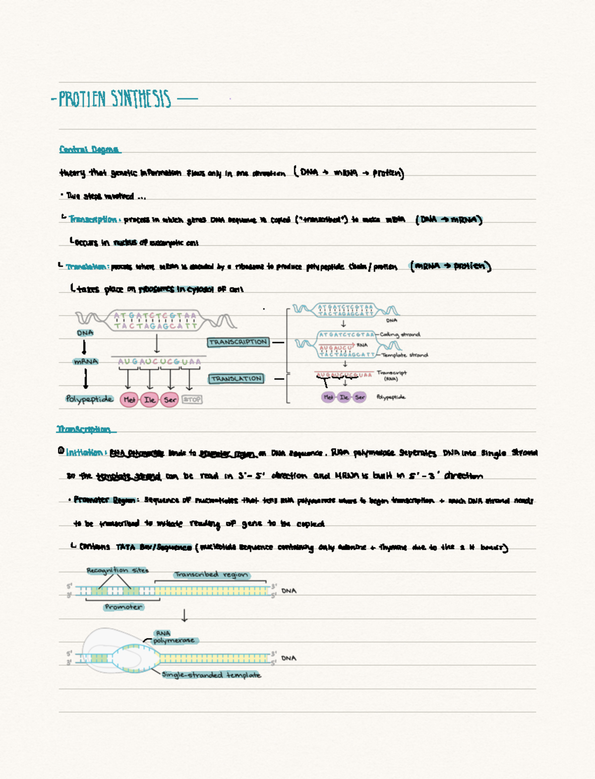 Unit 4 Lesson 3 Protein Synthesis - ####### PROTIEN SYNTHESIS ...
