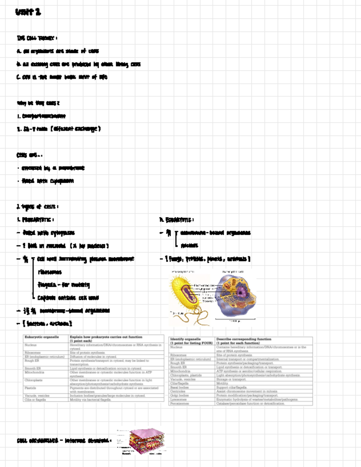 AP bio unit 2 notes - unit 2 THE CELL THEORY : a. all organisms are ...