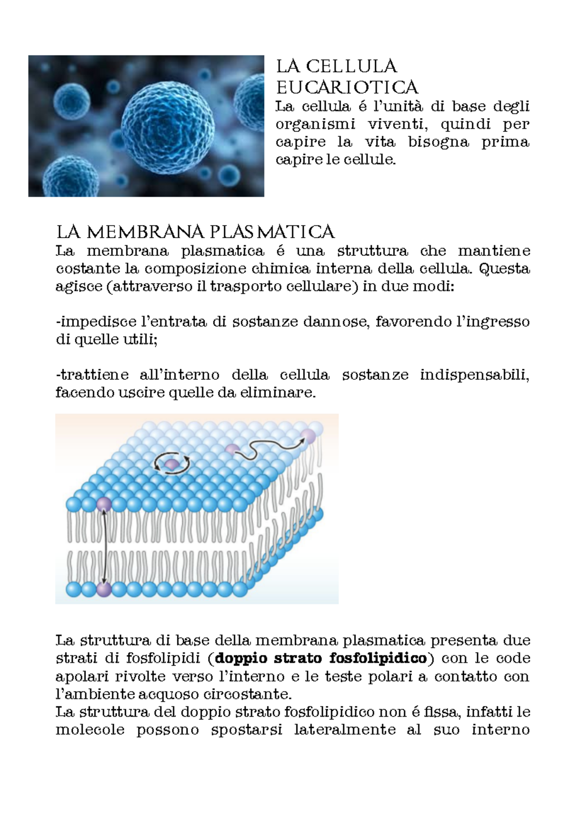 La cellula eucariotica pdf - LA CELLULA EUCARIOTICA La cellula é l’unità di base degli organismi ...
