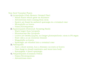Botany Notes - Fern Morphologies and Bryophyta Species - Thallus ...