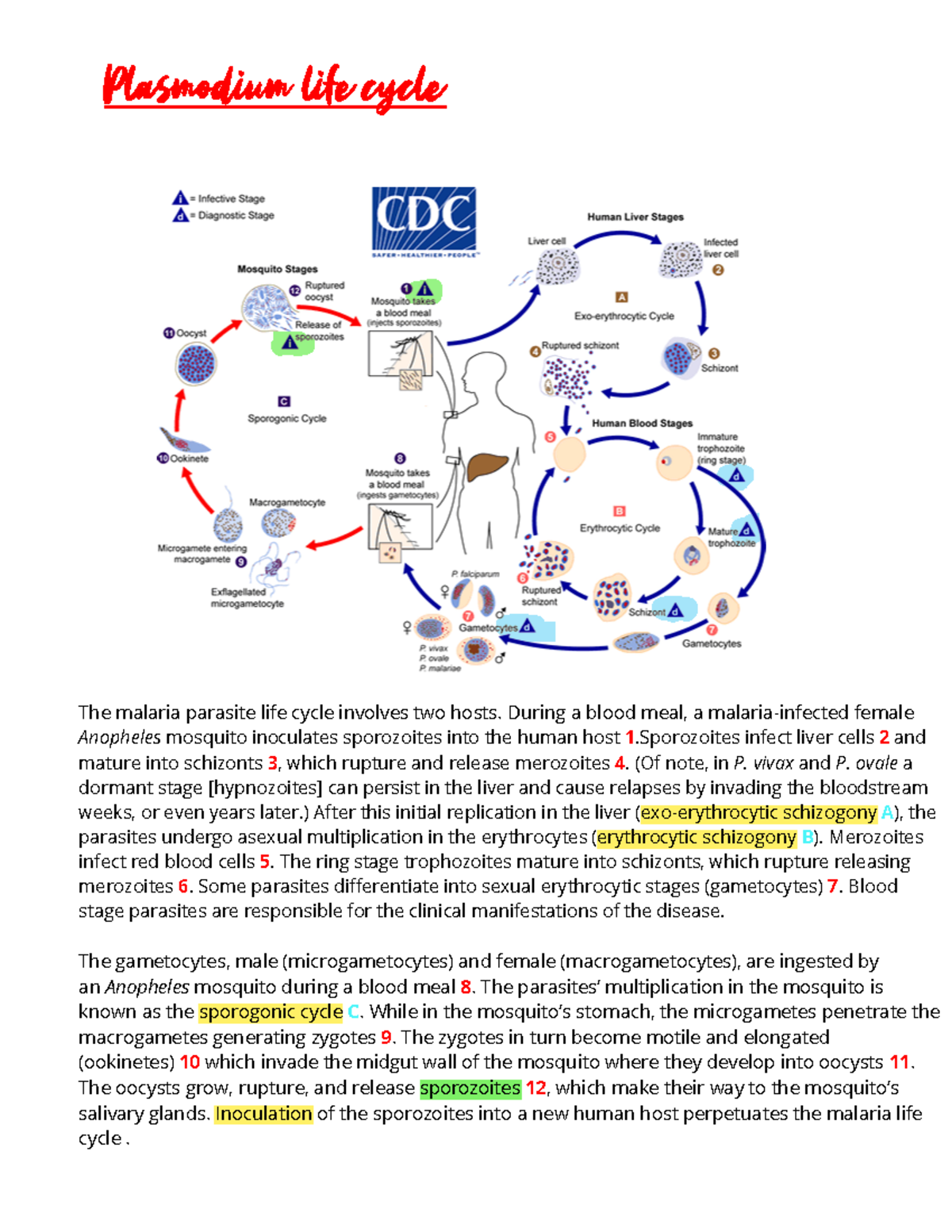 Plasmodium Life cycle - The malaria parasite life cycle involves two ...