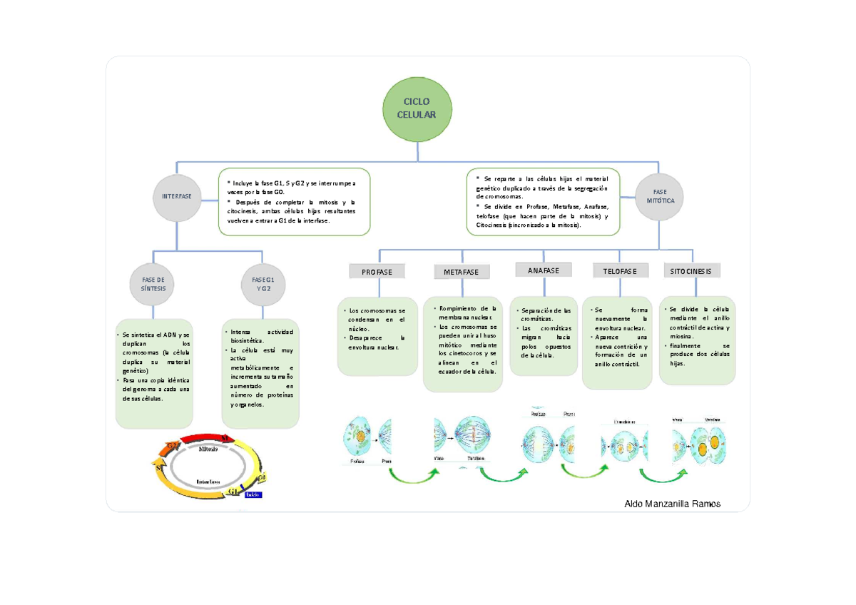 Ciclo celular mapa conceptual - Se sintetiza el ADN y se duplican los cromosomas (la célula ...