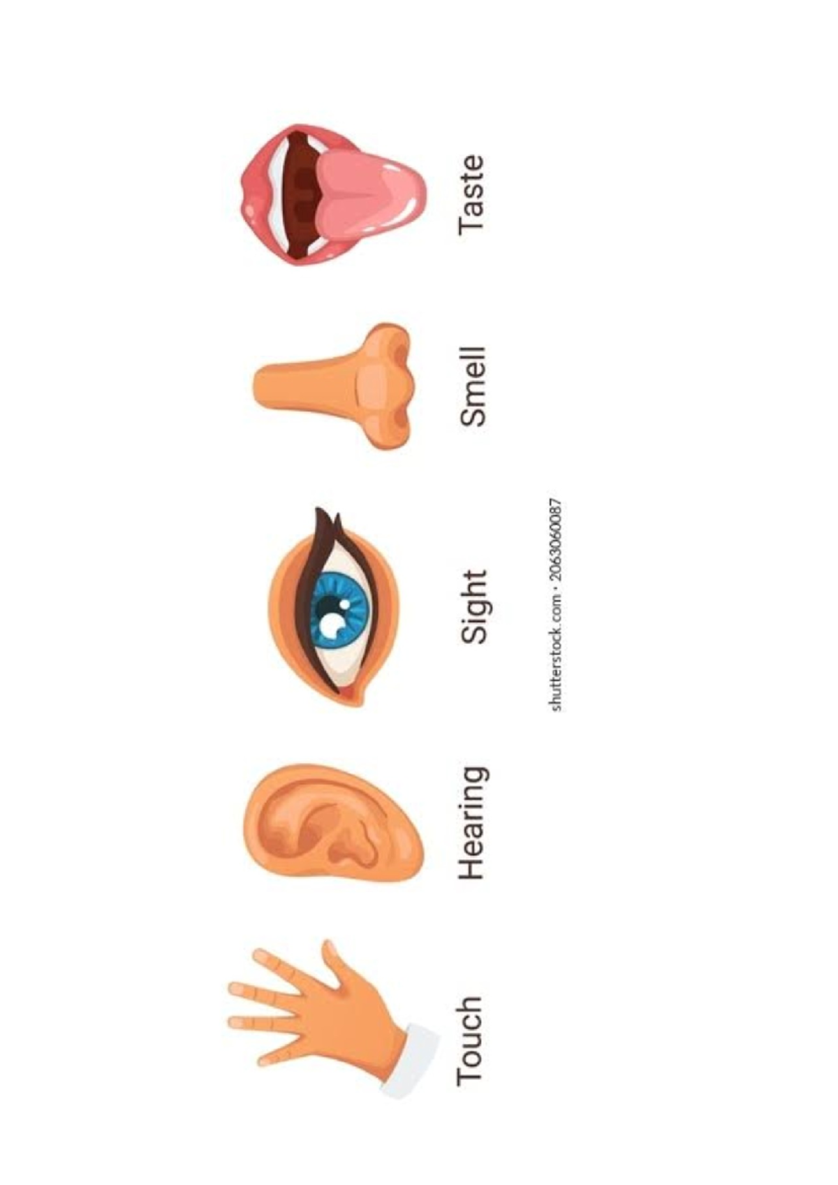 Document - Five senses - Business Administration - Sight Smell Taste ...