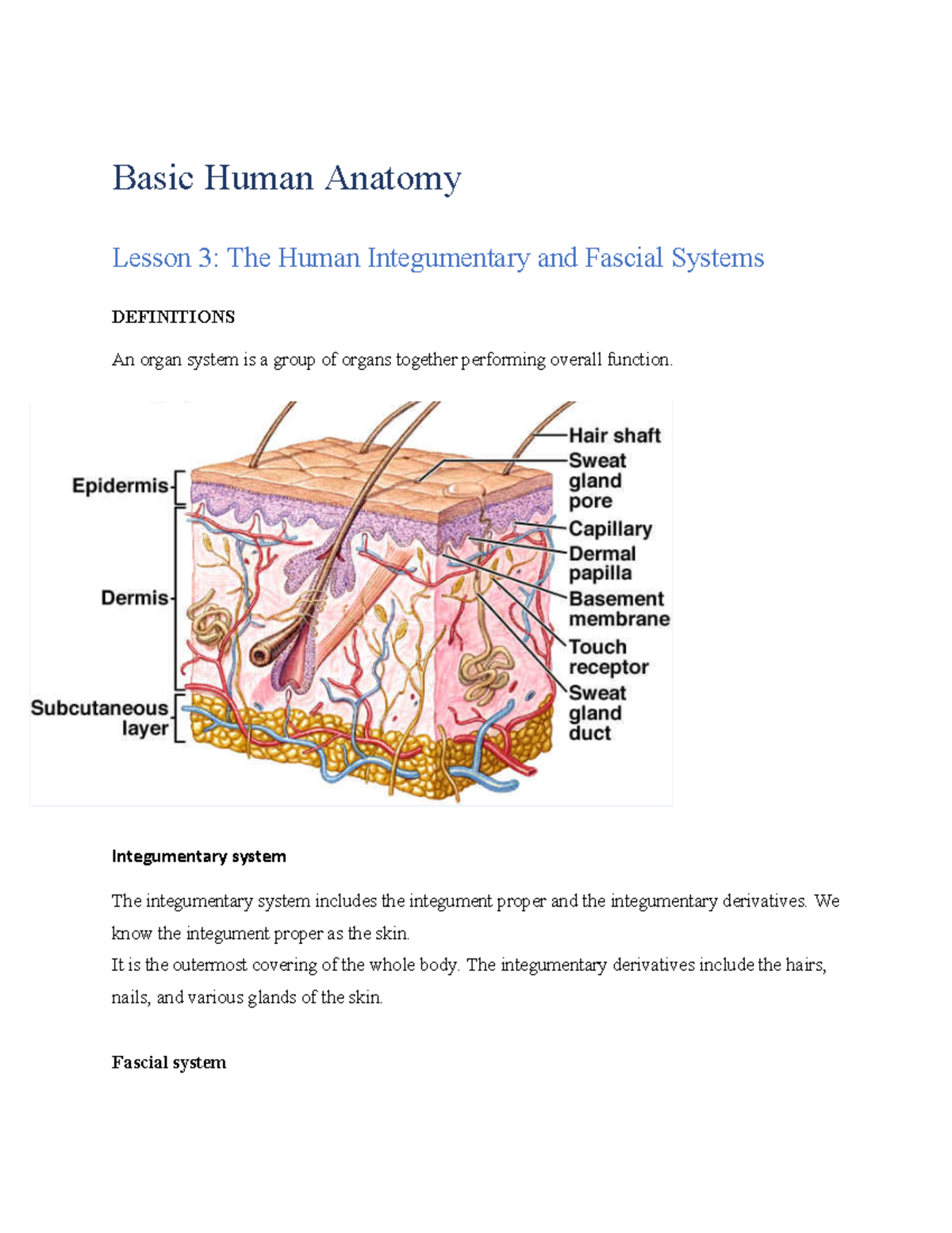 Basic Human Anatomy 3 - Basic Human Anatomy Lesson 3: The Human ...