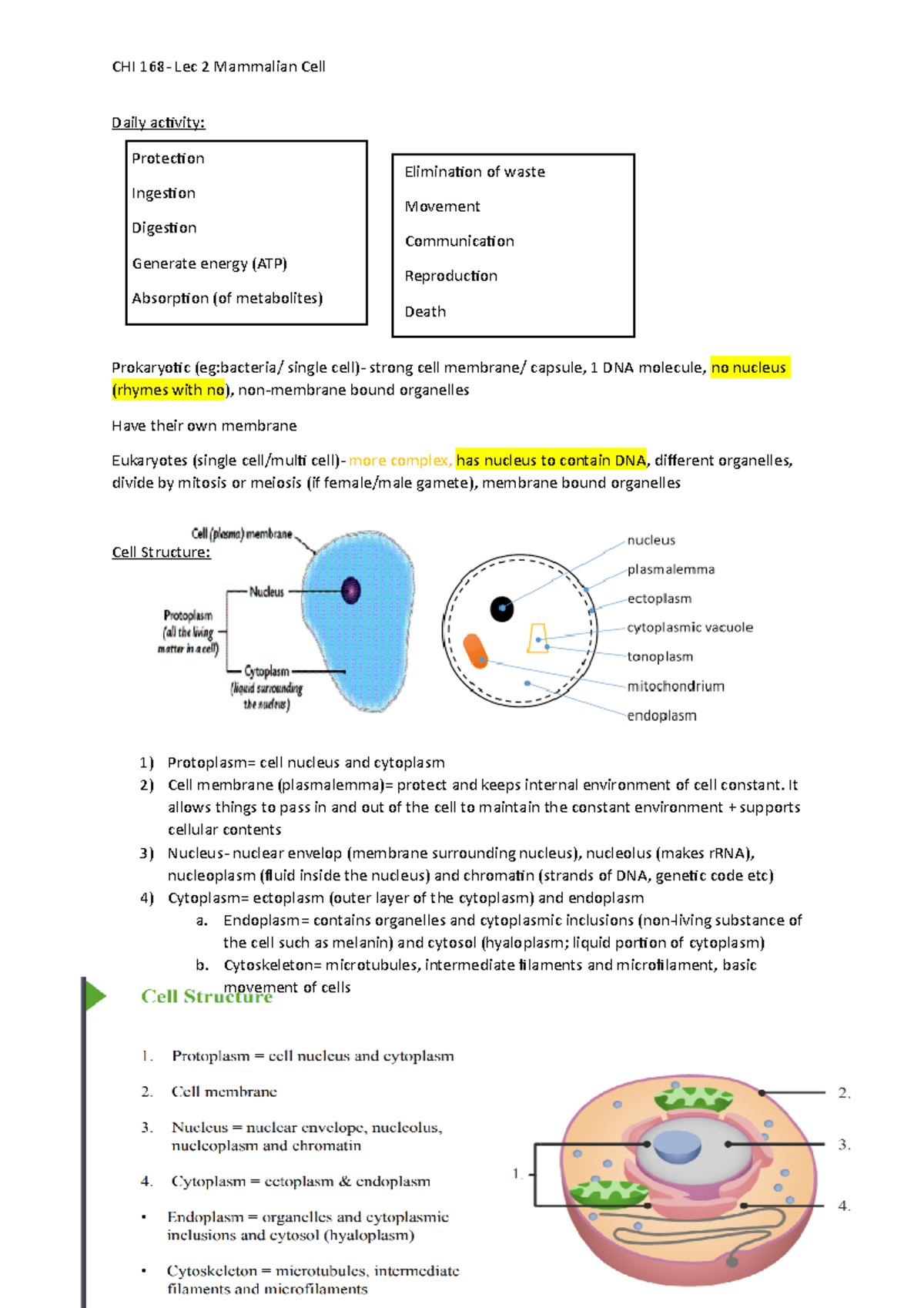 CHI 168- lec 2 Mammalian cell - CHI Lec 2 Mammalian Cell Daily activity ...