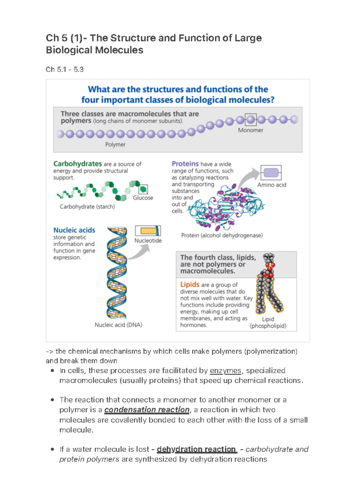 BSC2010 Ch 5 Notes 1 - Ch 5 (1)- The Structure and Function of Large ...