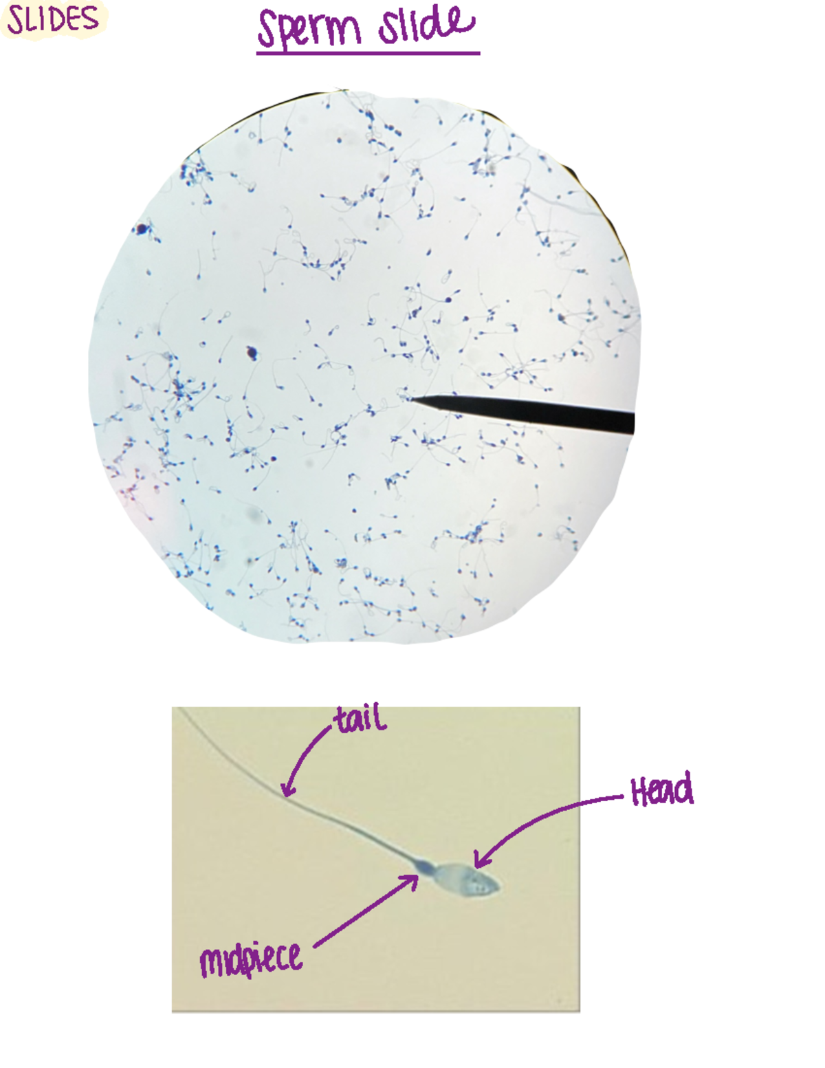 Anatomy And physiology Lab 7 - SLIDES sperm slide tail Head