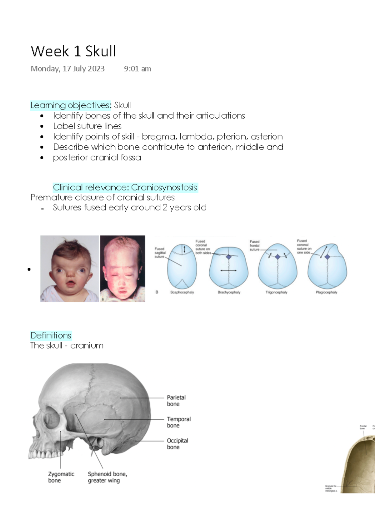 Week 1 Skull - HUBS2103 week 1 lecture notes - Learning objectives ...