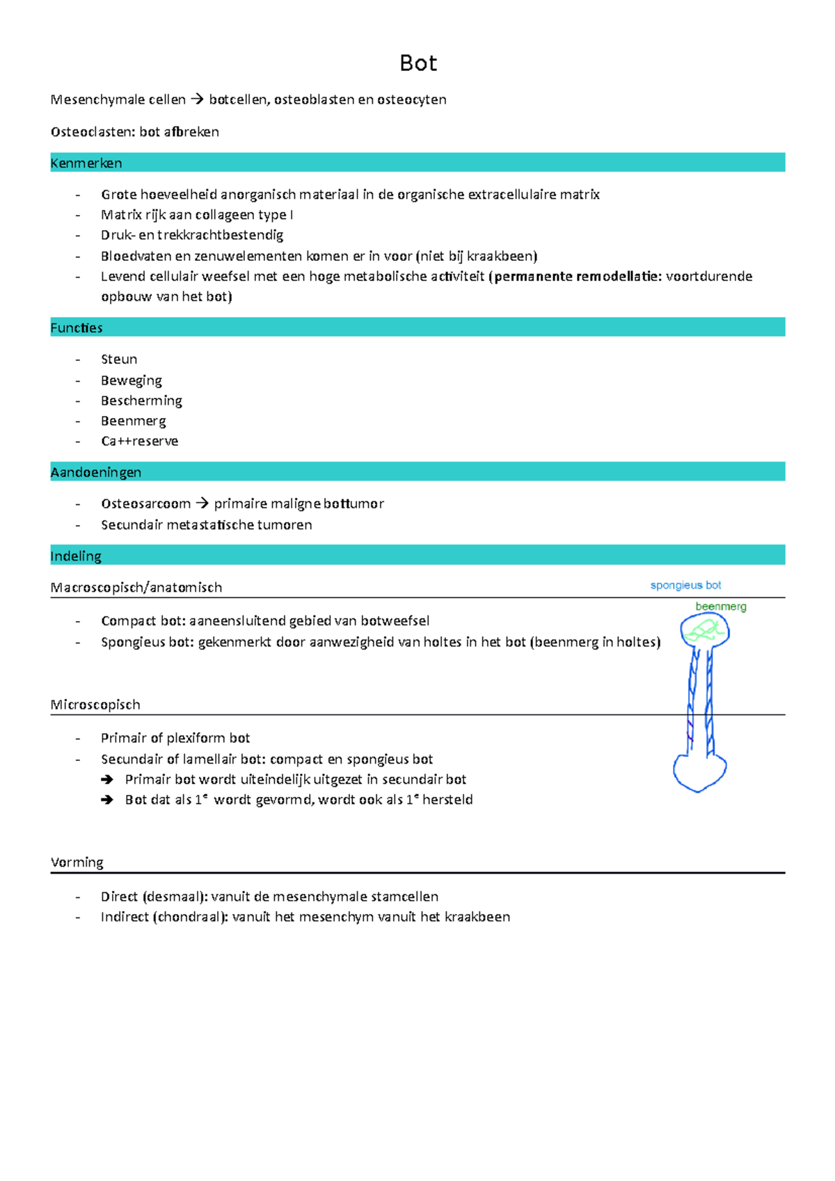 Bot - weefselleer - Bot Mesenchymale cellen botcellen, osteoblasten en ...