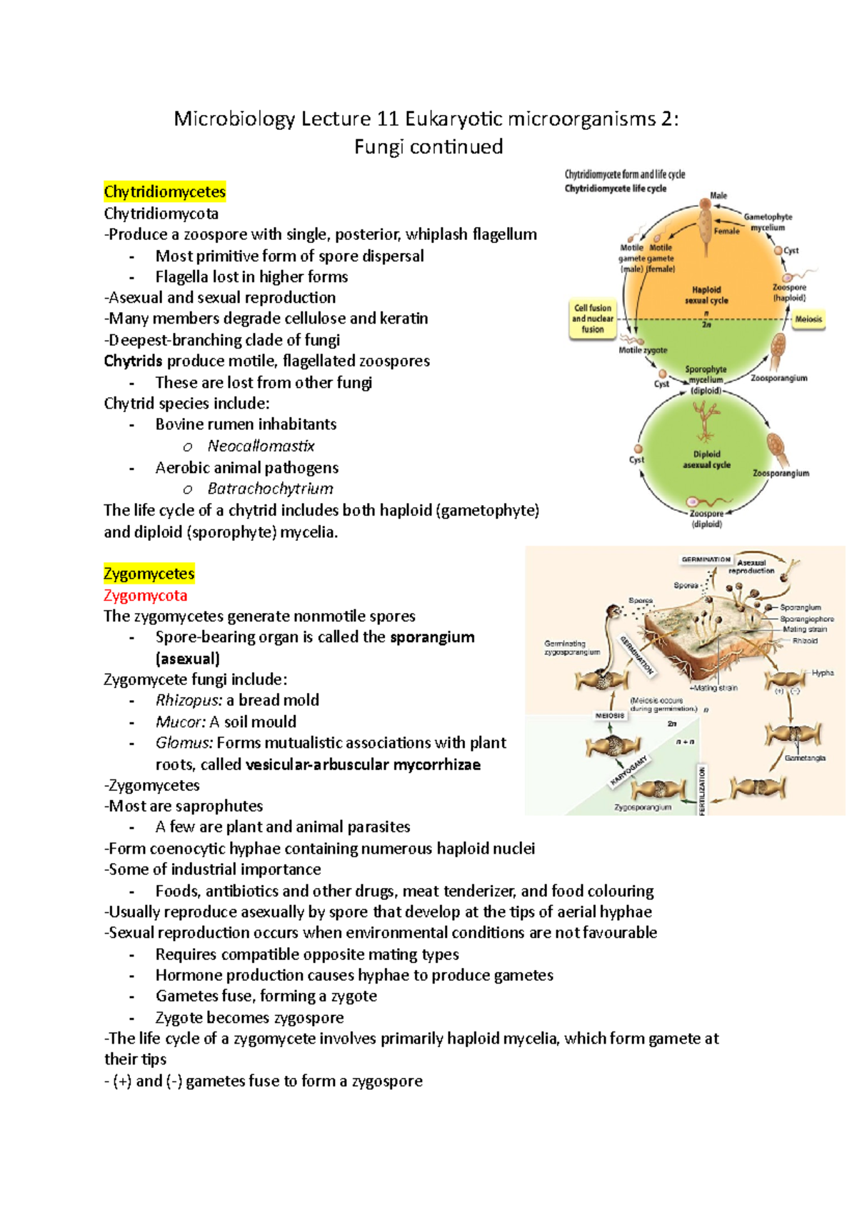 Microbiology Lecture 11 Eukaryotic microorganisms 2 - Microbiology ...