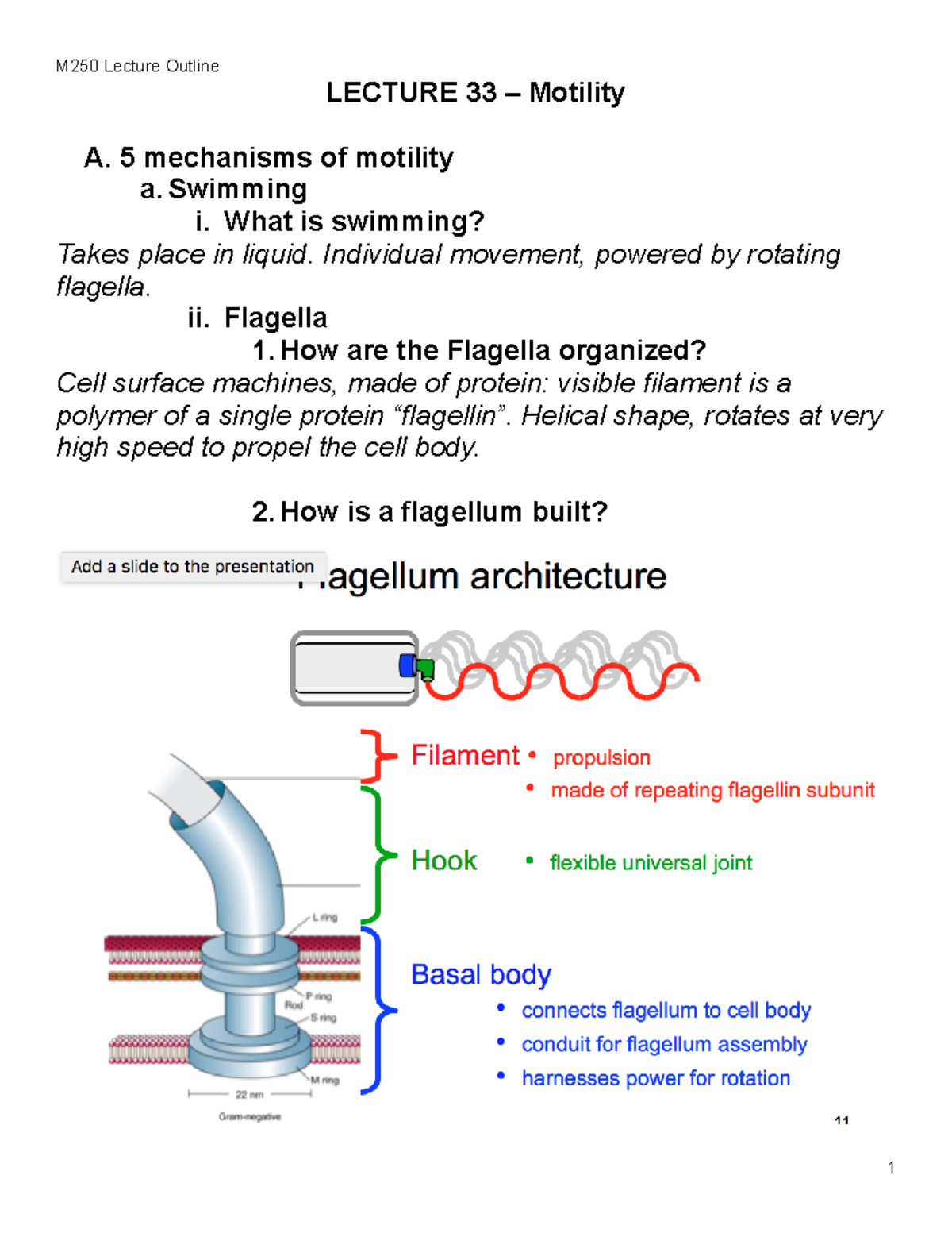 Lecture 33 Motility - LECTURE 33 – Motility A. 5 mechanisms of motility ...
