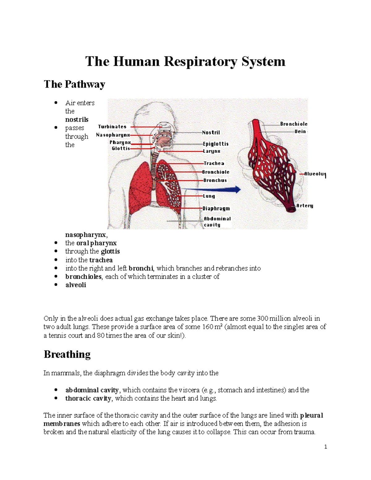 Respiratory System Overview - The Human Respiratory System The Pathway ...