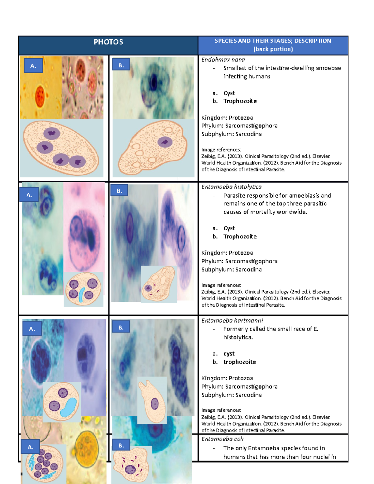 Summary of Parasites with their classifications and photos - PHOTOS ...