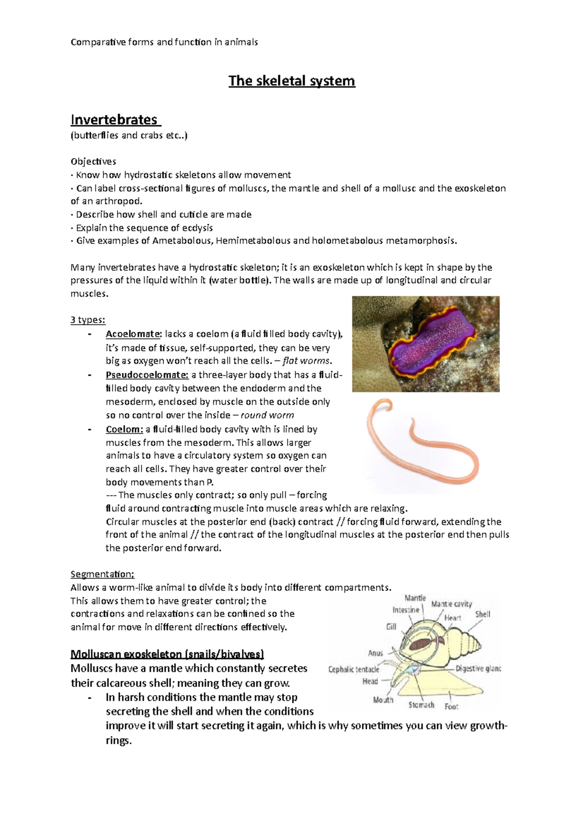 The skeletal system - notes - The skeletal system Invertebrates ...