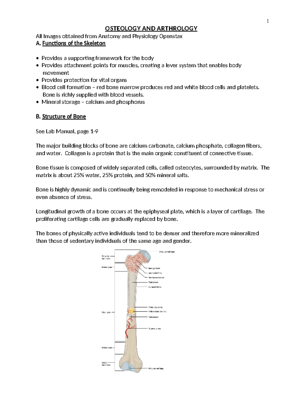 Week 1 Osteology(19)-1 - OSTEOLOGY AND ARTHROLOGY All Images obtained from Anatomy and ...