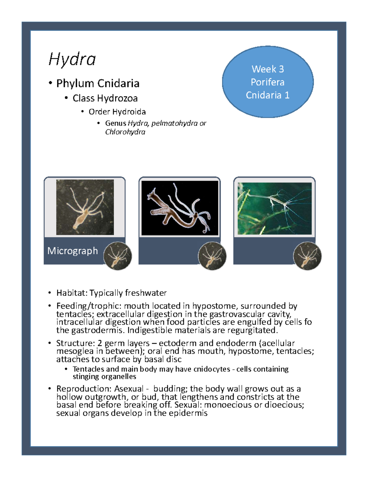 Cnidaria - Micrograph Hydra Phylum Cnidaria Class Hydrozoa Order ...
