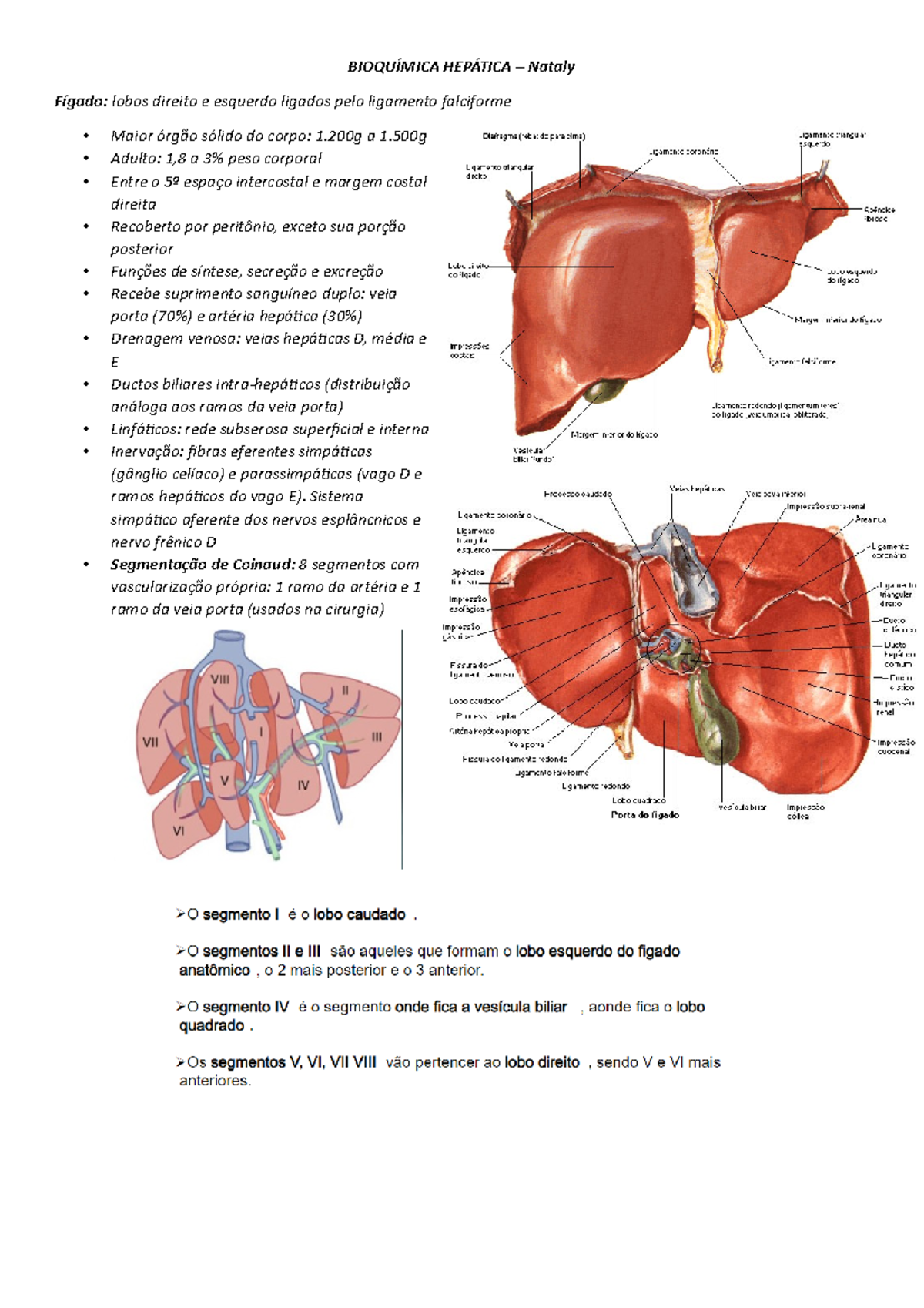 Bioquímica Hepática - BIOQUÍMICA HEPÁTICA – Nataly Fígado: lobos ...