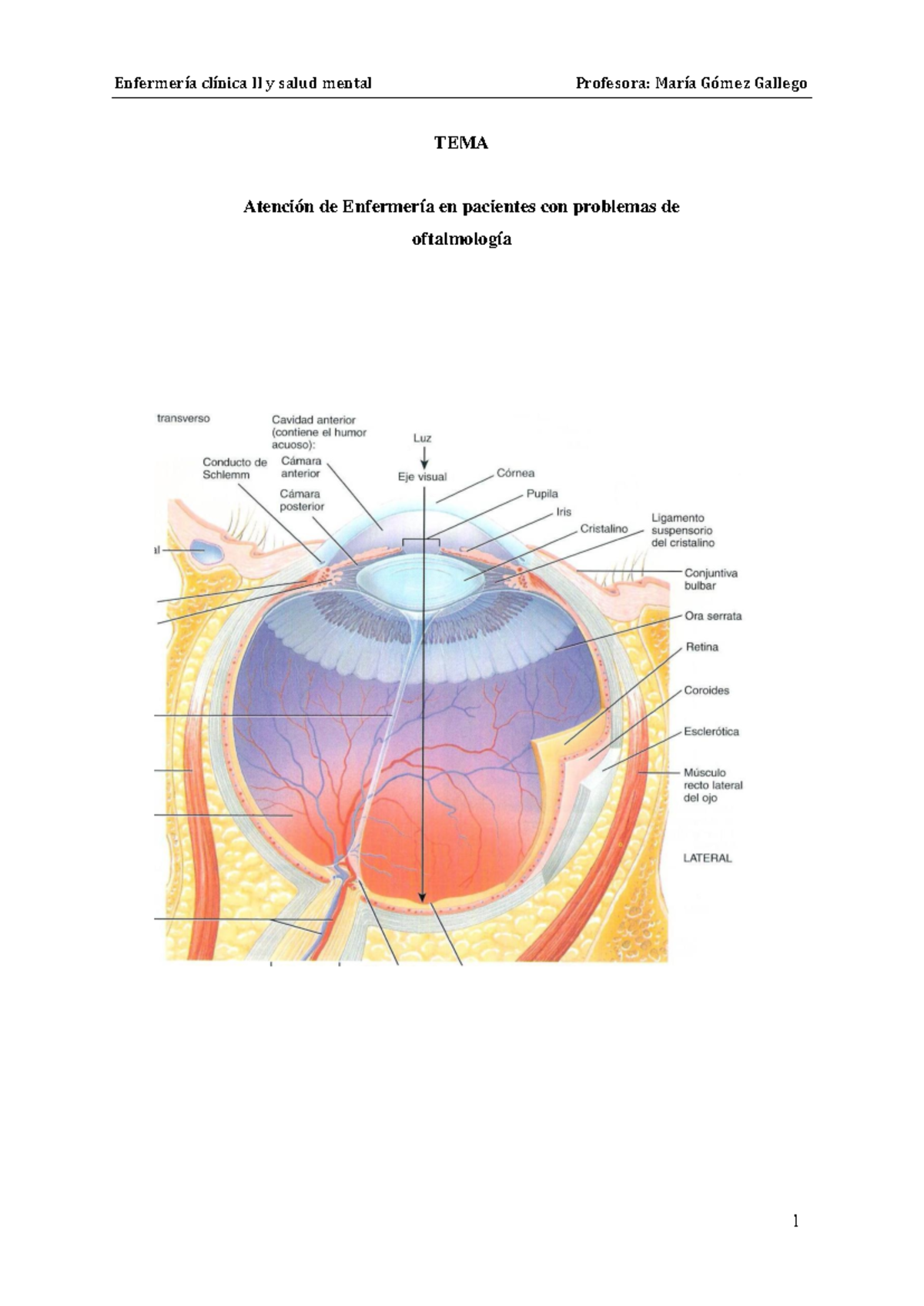 TEMA ojos - TEMA OFTALMOLOGICO CAMPOS VISUALES EXPLORACION VISUAL ...