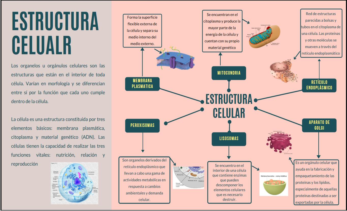 Estructura celular - Anatomía - Studocu