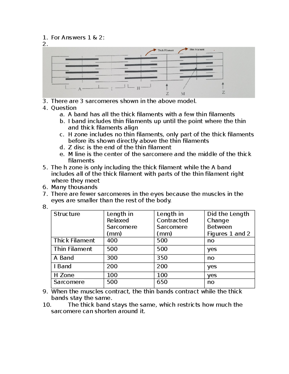 Muscle Contraction Pogil - For Answers 1 & 2: There are 3 sarcomeres ...