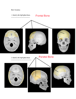 Homework+03+skin - Doc - BIOL-218 - Anatomy Homework - Skin 1. Name the ...
