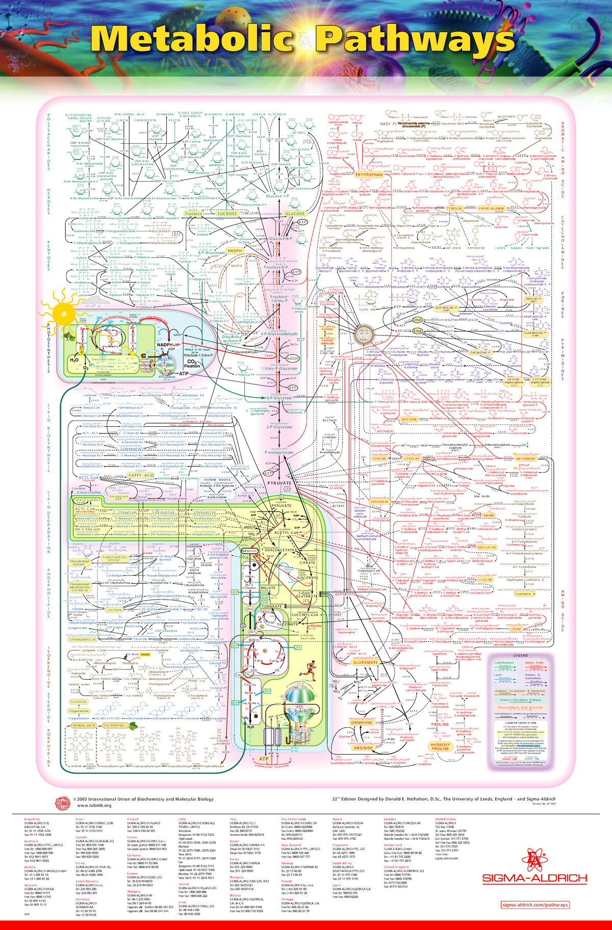 Metabolic pathways (te gebruiken op examen) - 2H + H + O X A L O A C E ...
