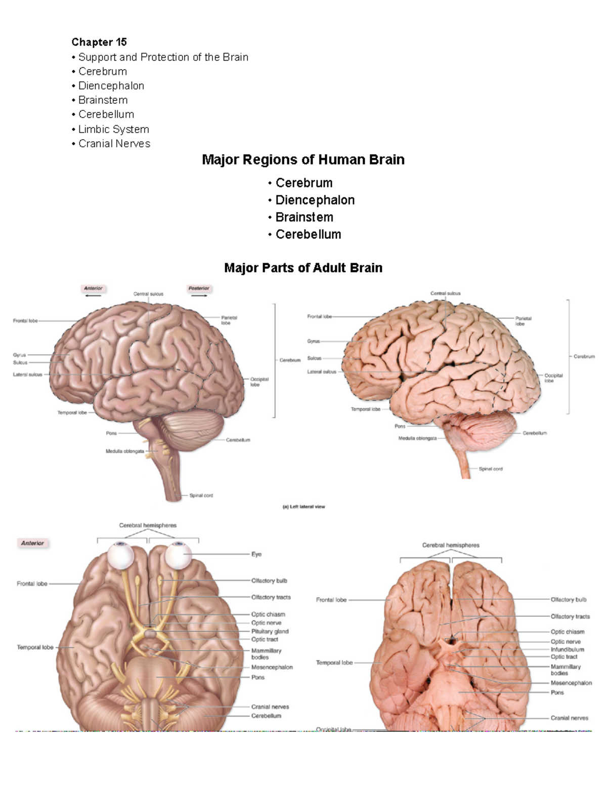 Major Regions of Human Brain - Chapter 15 Support and Protection of the ...