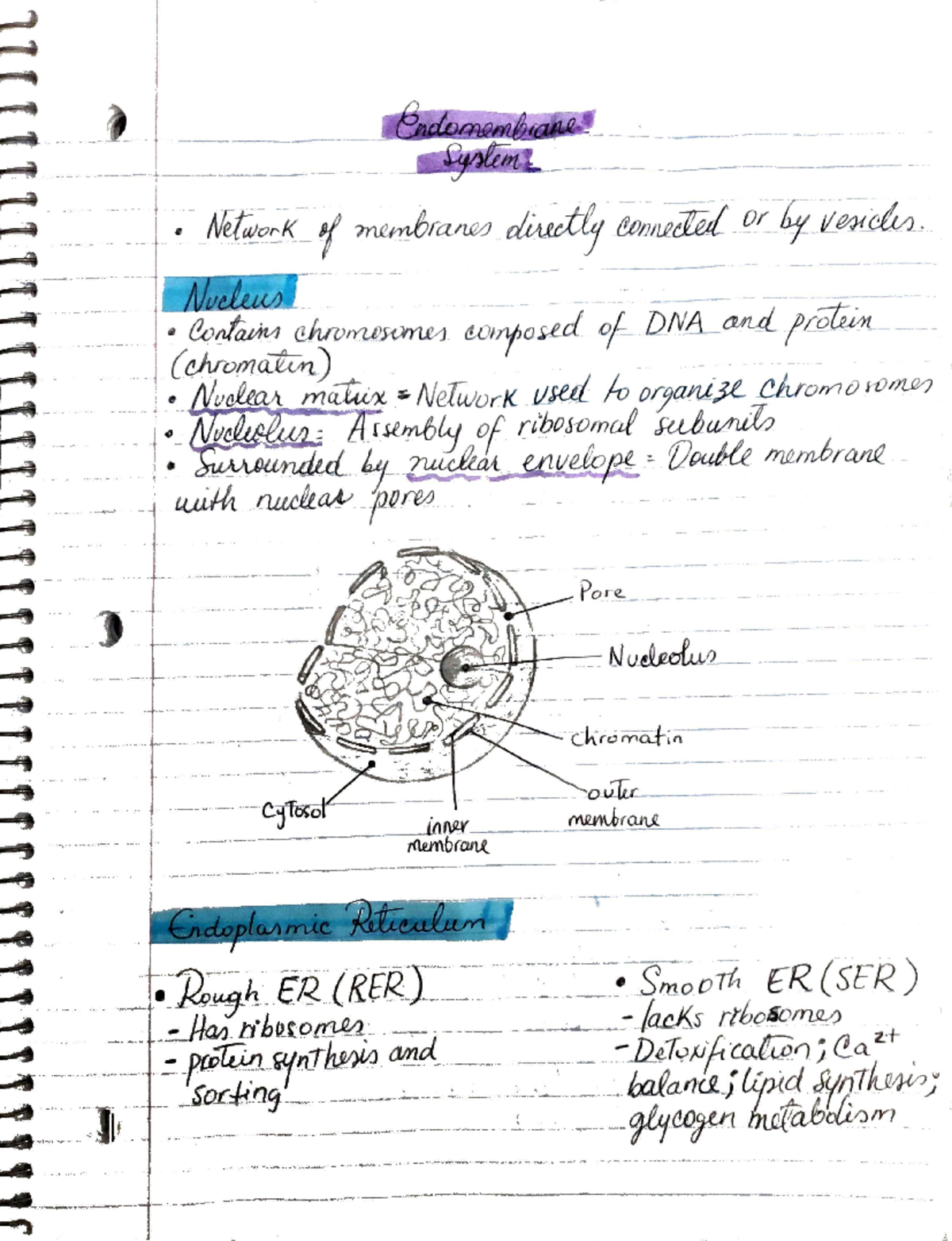 Endomembrane system - BSC2010 - Studocu