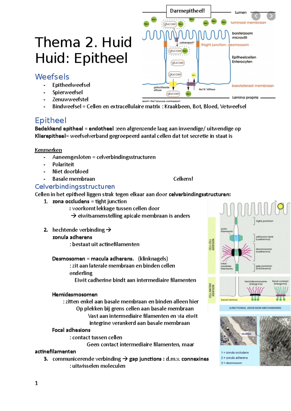 Thema 2- Huid - anatomie epitheel - Thema 2. Huid Huid: Epitheel ...