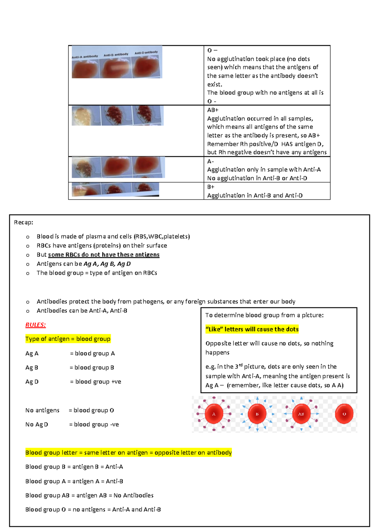 blood groups lab notes - O – No agglutination took place (no dots seen ...