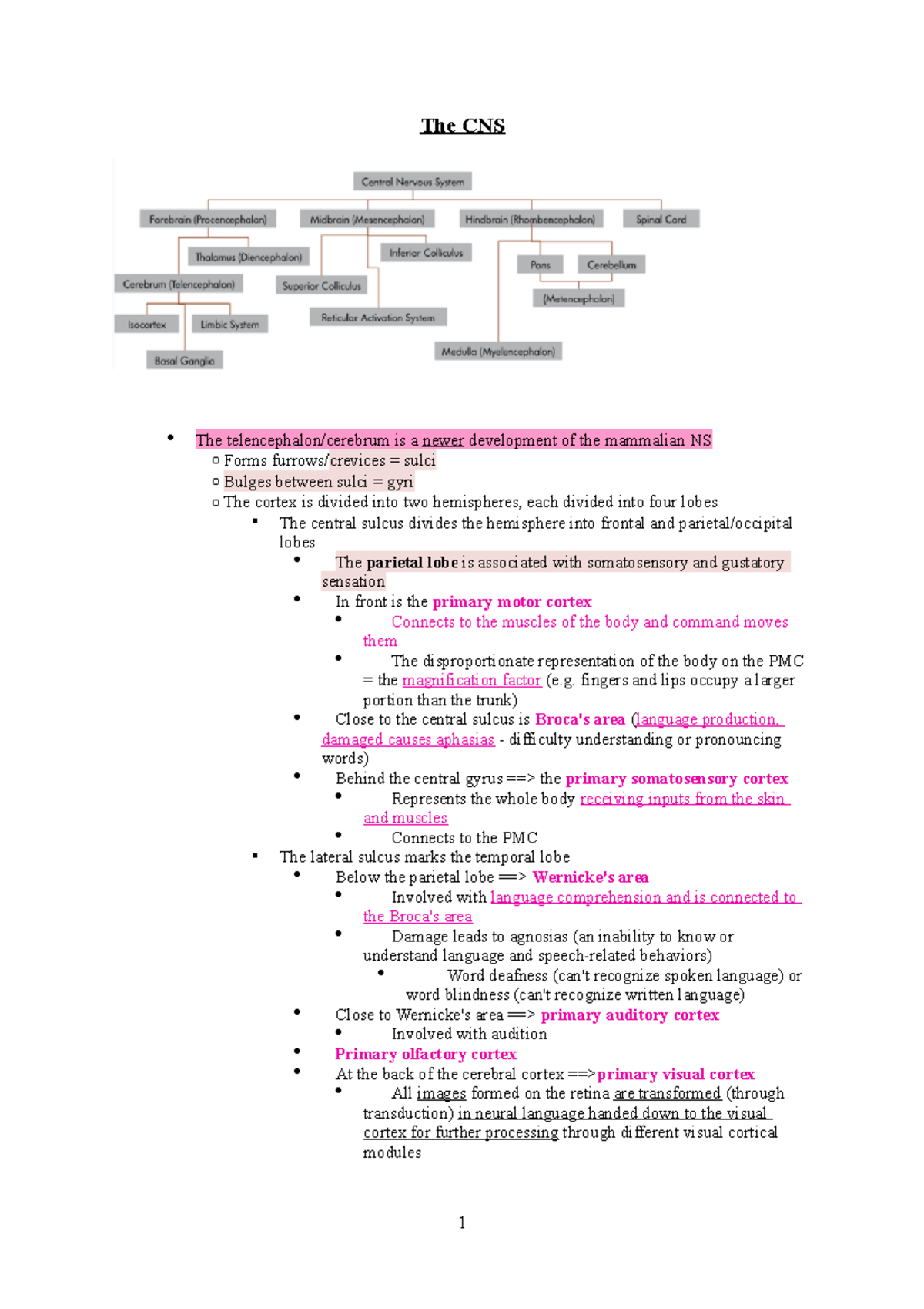 Psych notes - the CNS - From week 6 - a summary of the central nervous ...