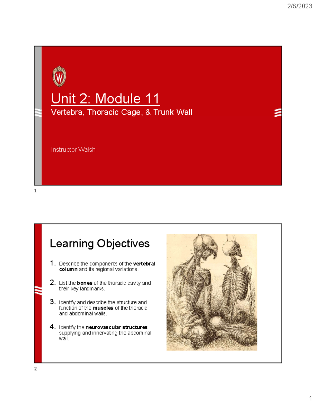 M11 - 2slides - Module 11 slides - ANAT&PHY337 - UW-Madison - Studocu