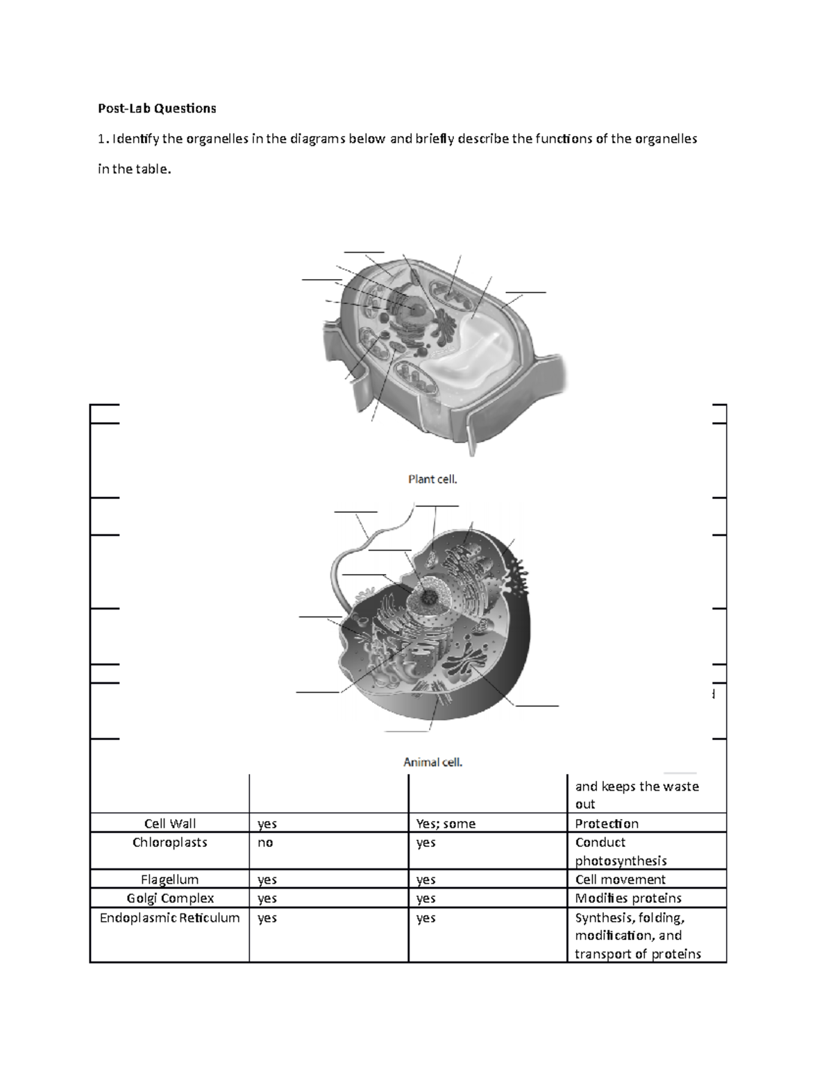Bio Homework 4 - Post-Lab Questions Identify the organelles in the ...