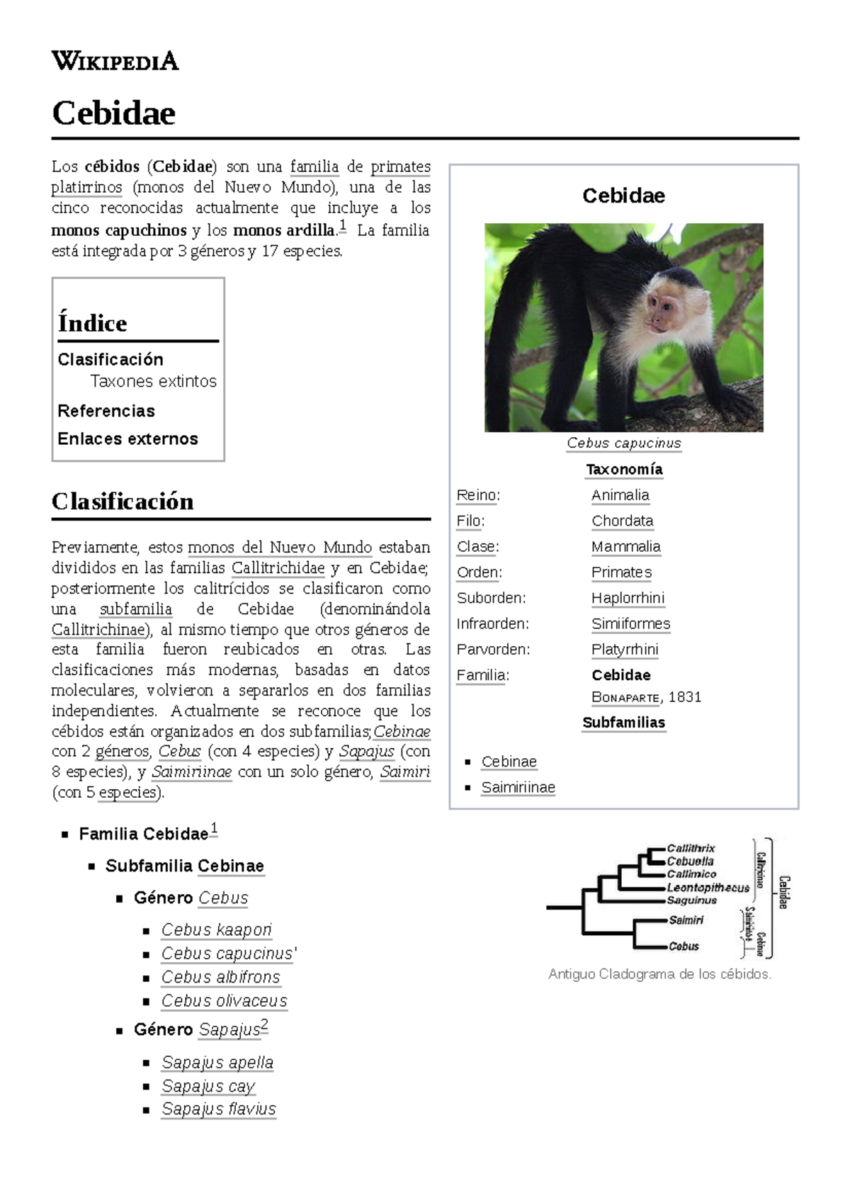 Cebidae - MASTOZOOLOGIA - Cebidae Cebus capucinus Taxonomía Reino ...