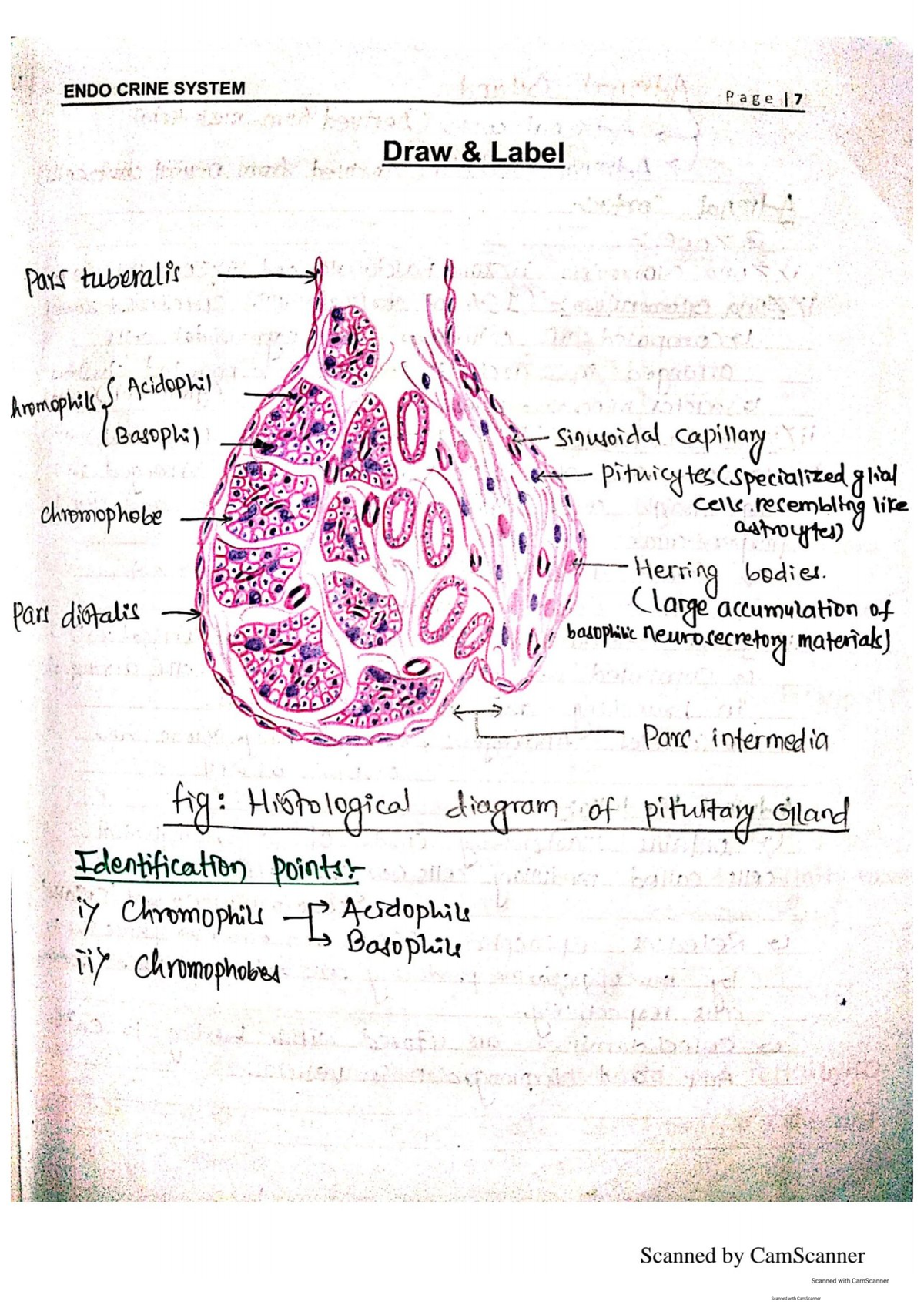 Histo Note by Amit-2 - Histology anatomy - Studocu