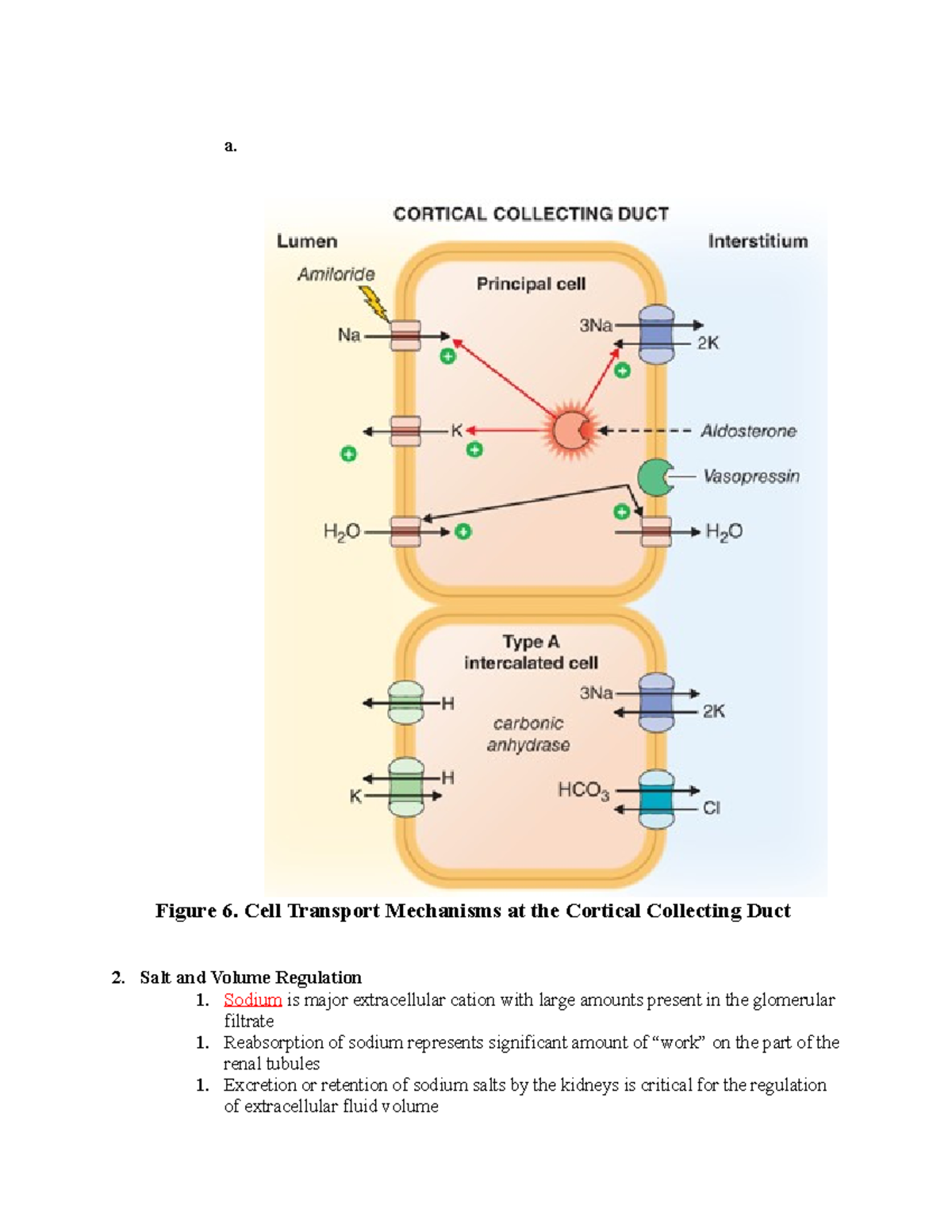 Renal Exam 2 Part 3 - a. Figure 6. Cell Transport Mechanisms at the ...