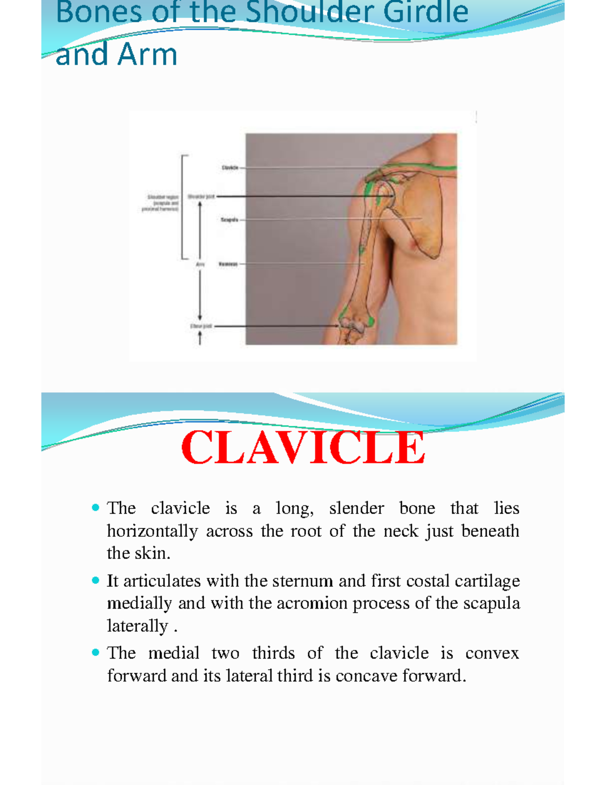 Bones of the Shoulder Girdle and Arm - Bones of the Shoulder Girdle and ...