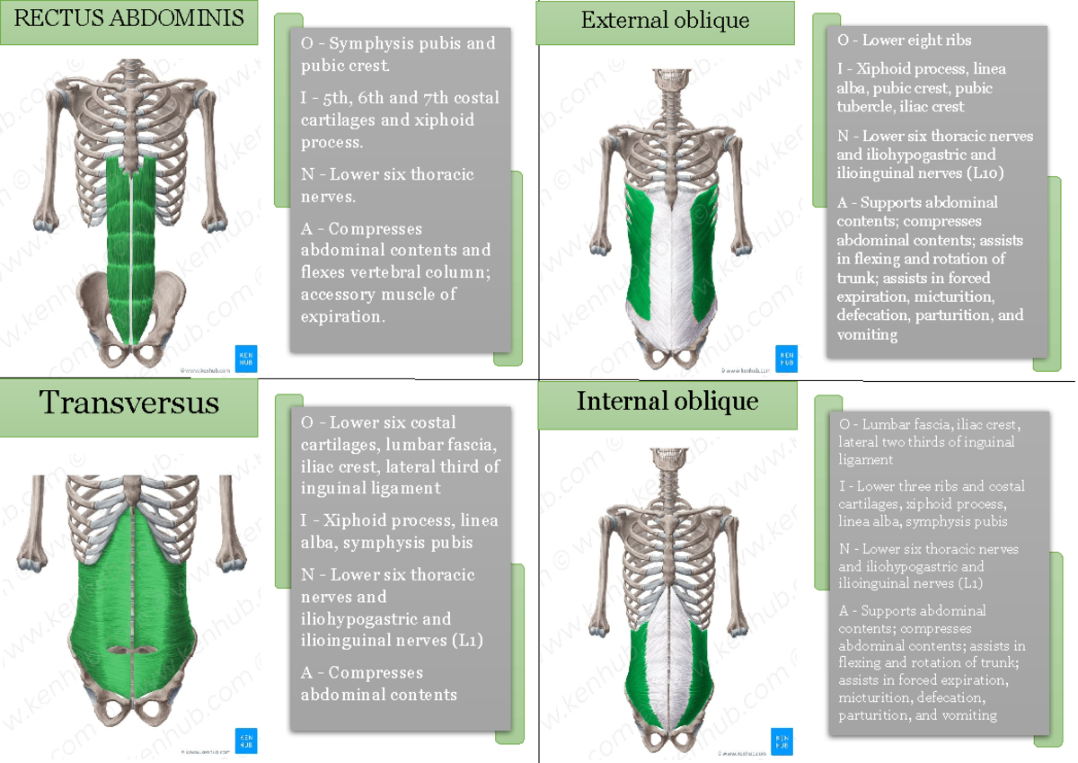 Abdominal wall oina - Summary physical therapy - External oblique O ...